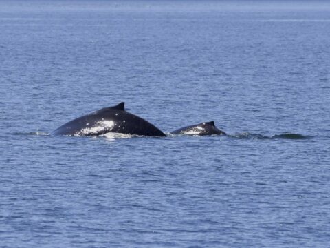 First Humpback Sighting of 2024! | Puget Sound Express