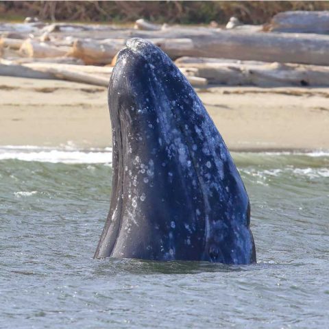 Port Townsend Half Day Whale Watching Tour | Puget Sound Express